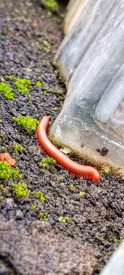 Milipede stock photo. Image of moss, wildlife, walking - 372862388