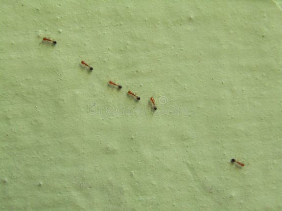 Military ants stock photo. Image of military, marchfast - 147672810