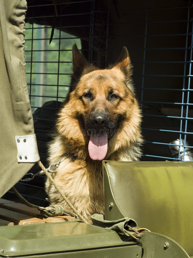 Military Dog - German Shepherd Stock Image - Image of cottage, army ...
