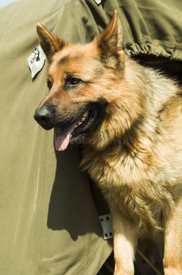 Military Dog - German Shepherd Stock Image - Image of cottage, army ...