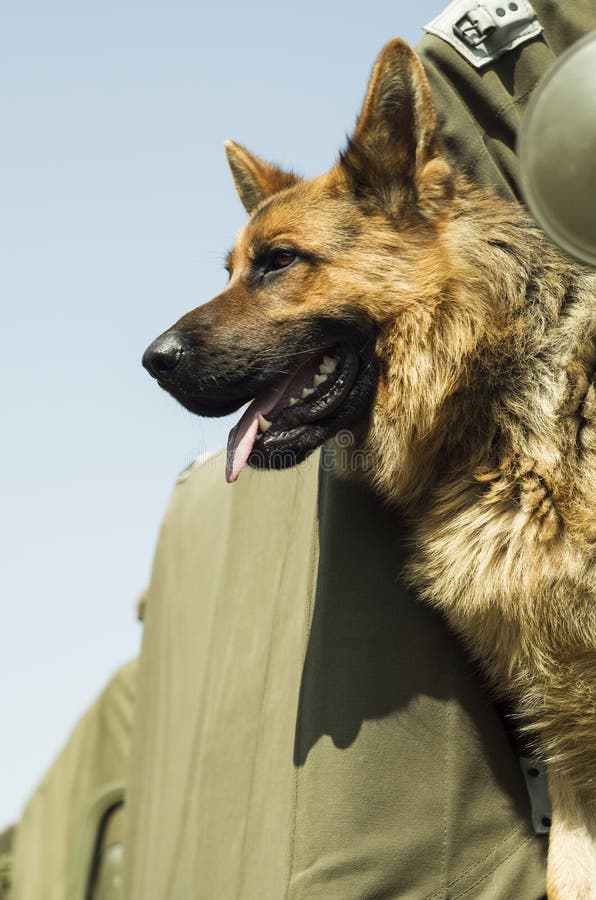 Military Dog - German Shepherd Stock Image - Image of cottage, army ...