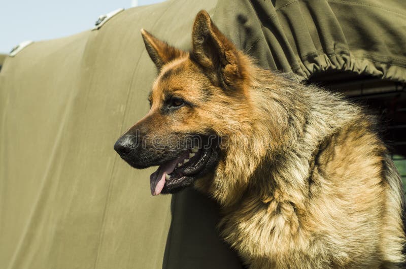 Military Dog - German Shepherd Editorial Stock Image - Image of animal ...