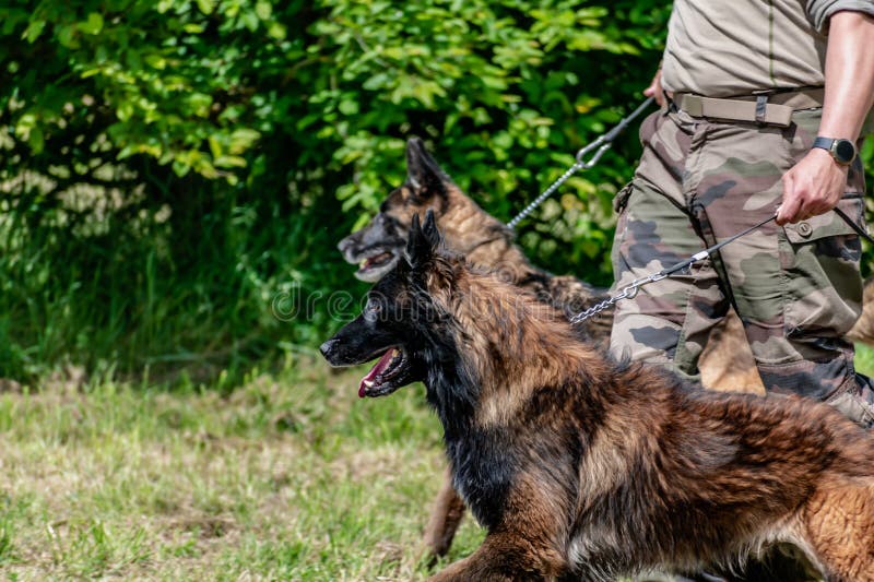 Military Dog and Military Dog Trainer, Dog Team Stock Photo - Image of ...
