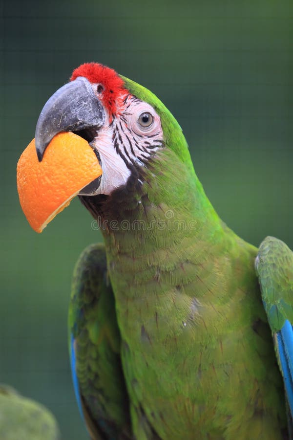 Military Macaw, Ara Militaris, Flying, Isolated Stock Photo - Image of ...