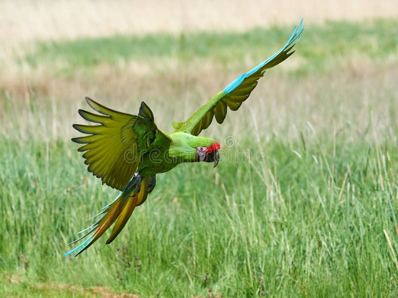 Military Macaw Ara Militaris Stock Photo - Image of parrot, macaw: 89601738