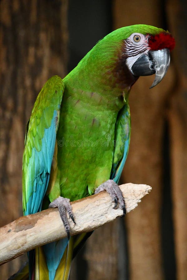 A Military Macaw Bird stock photo. Image of bright, feather - 281990426
