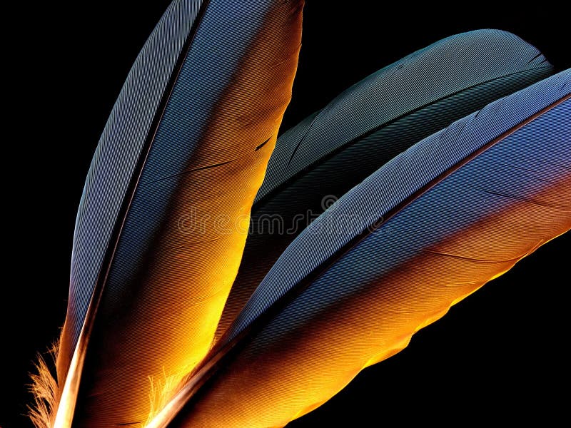 Military Macaw feathers stock image. Image of quill, aves - 49371483