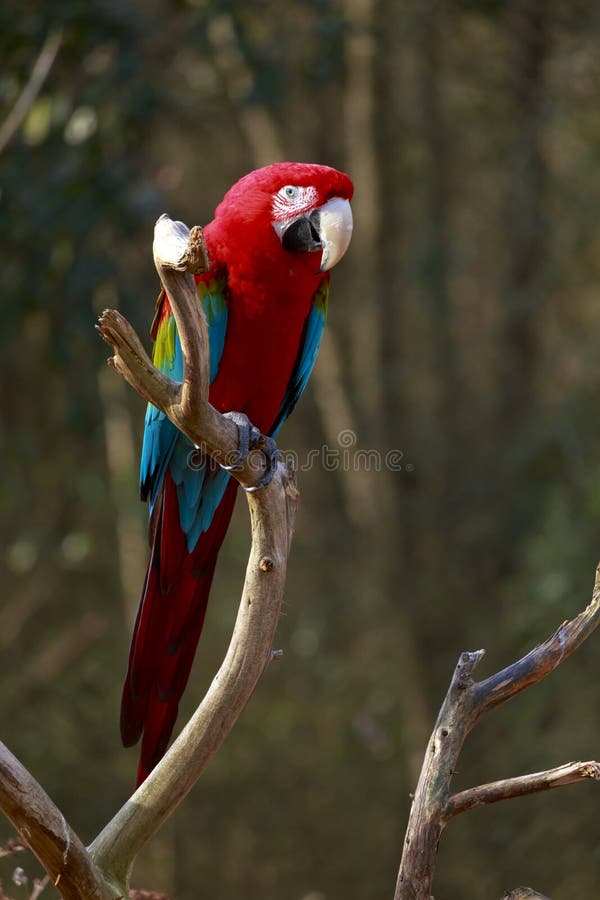 Military Macaw stock image. Image of color, vibrant, squawk - 67065883
