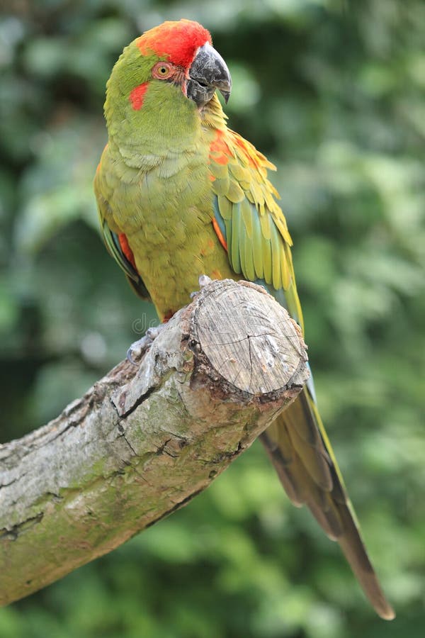 Military macaw stock image. Image of macaw, parrot, militaris - 34179165
