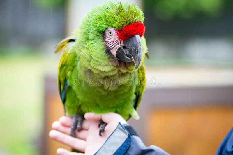 Military Macaw stock photo. Image of bright, life, parrot - 100413480