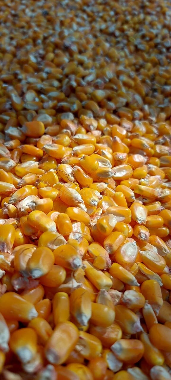 The Miliun Corn is in One Box Now Stock Photo - Image of miliun, corn ...