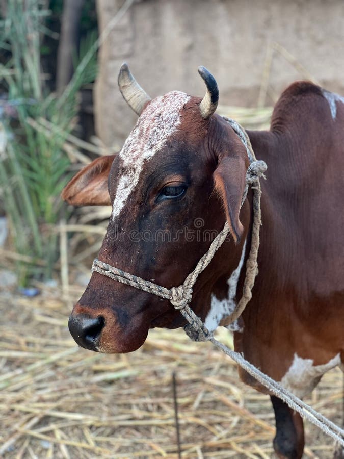 Portrait of a Milk Brown Cow Stock Image - Image of front, rural: 267319931
