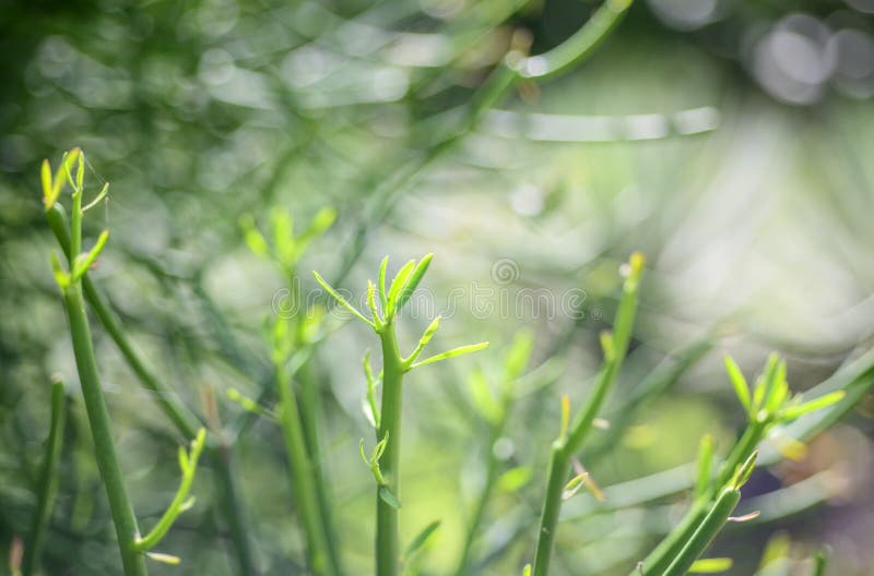 Milk bush pencil Tree stock image. Image of chlorophyll - 108451987