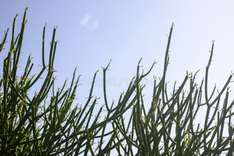 Milk bush pencil Tree stock photo. Image of junction - 108452108