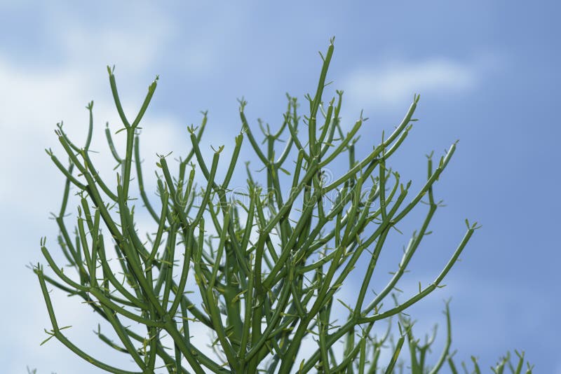 Pencil milkbush stock photo. Image of sunlight, flower - 59868756