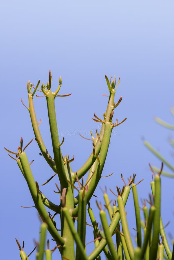 Milk bush (pencil Tree) stock photo. Image of growth - 39294438