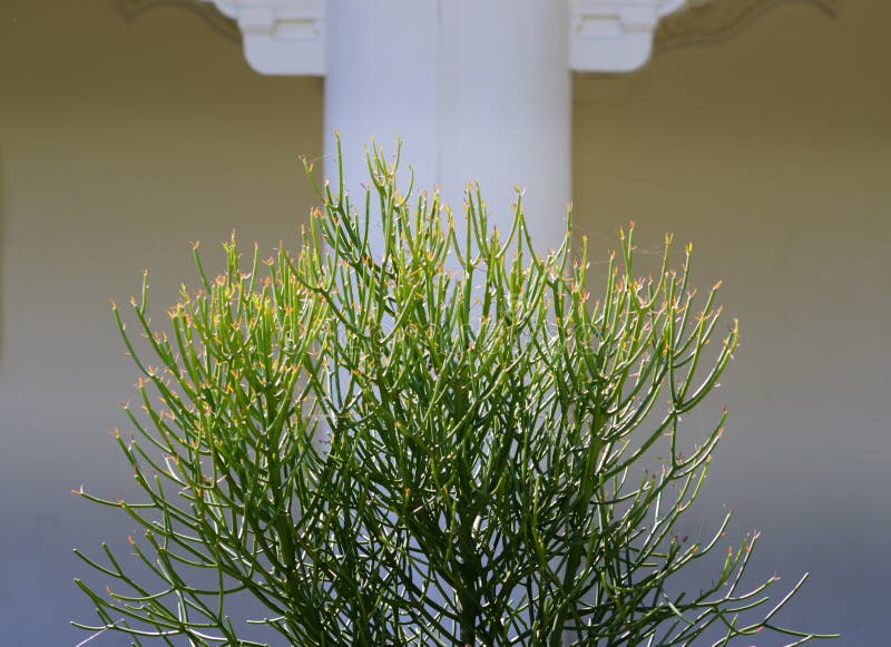 Milk bush (pencil Tree) stock image. Image of indian - 39294449