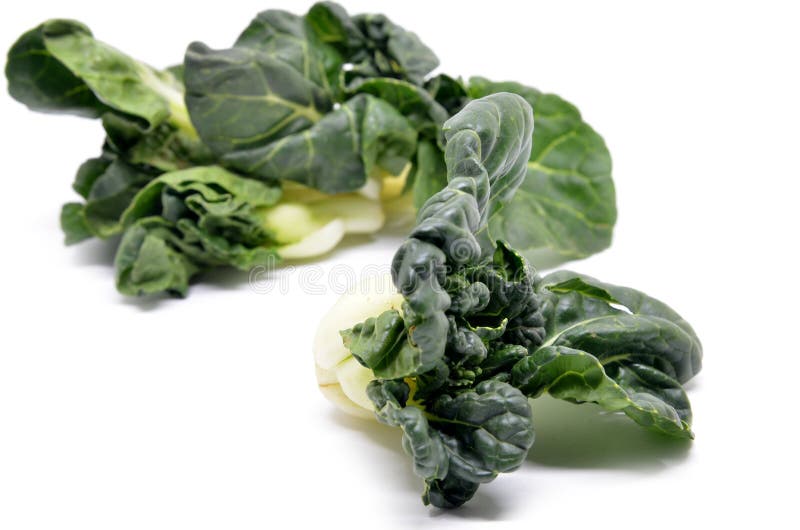 Milk cabbage bok choy stock image. Image of creamed - 132503589