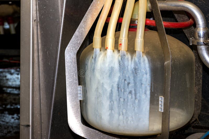Milk Collection from an Automatic Milking Machine Stock Image - Image ...