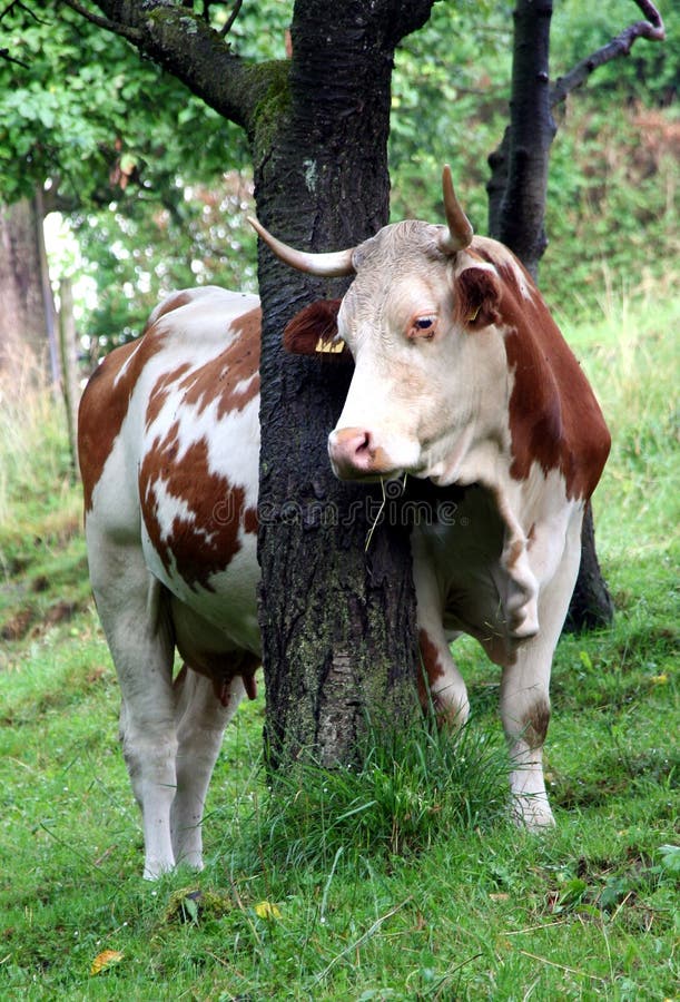 Milk cow stock photo. Image of pasture, food, grassland - 14886390