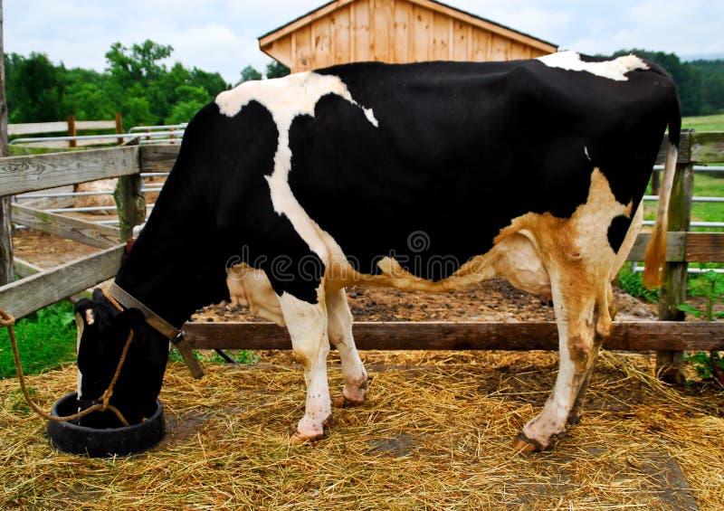 Cow Utters stock photo. Image of milk, yard, dairy, agriculture - 33309478