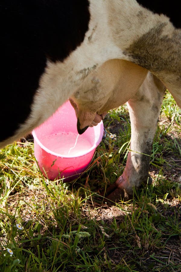 Milk the Cow stock image. Image of active, action, breeding - 55789439