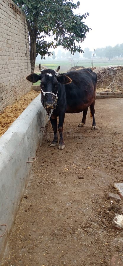 Jcjx Stock Photos - Free & Royalty-Free Stock Photos from Dreamstime