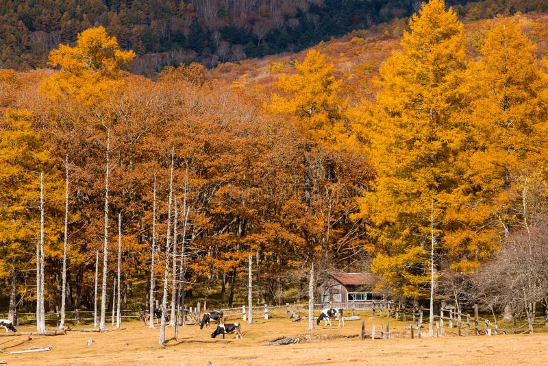 Milk Cow Pasture in Forest Autumn Season Stock Photo - Image of milk ...