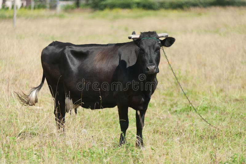 Milk-cow on a Pasture in Poland Stock Image - Image of black, rural ...