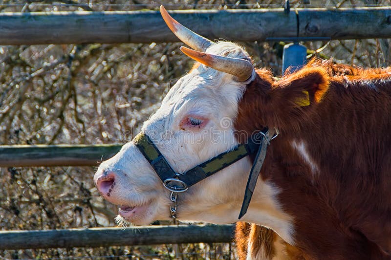 The Milk Cow in the Profile Stock Photo - Image of cattle, land: 85577914