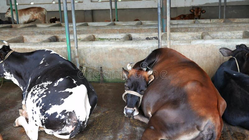 Milk Cow Resting in a Farm House , Stock Video - Video of animal ...