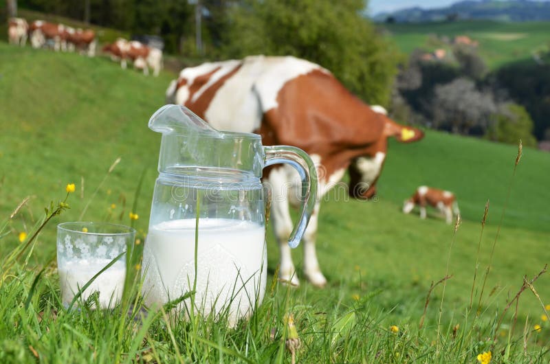 Milk and cows stock image. Image of ecologic, country - 40363917