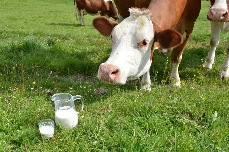 Milk and cows stock photo. Image of farm, alpine, fresh - 44757168