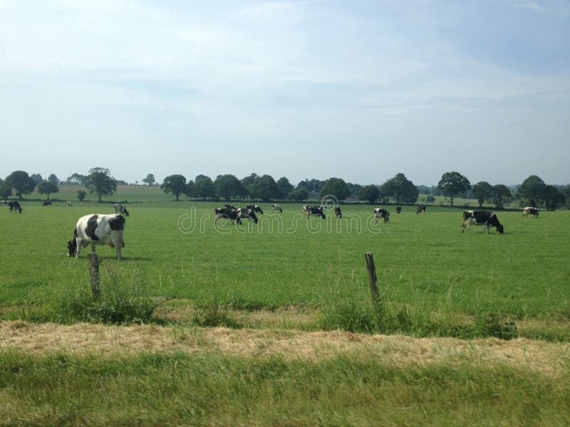 Milk Cows Grazing in a Grassy Field Stock Image - Image of milk, field ...