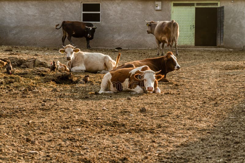 Milk Cows Outside Their Barns Stock Photo - Image of farming, field ...