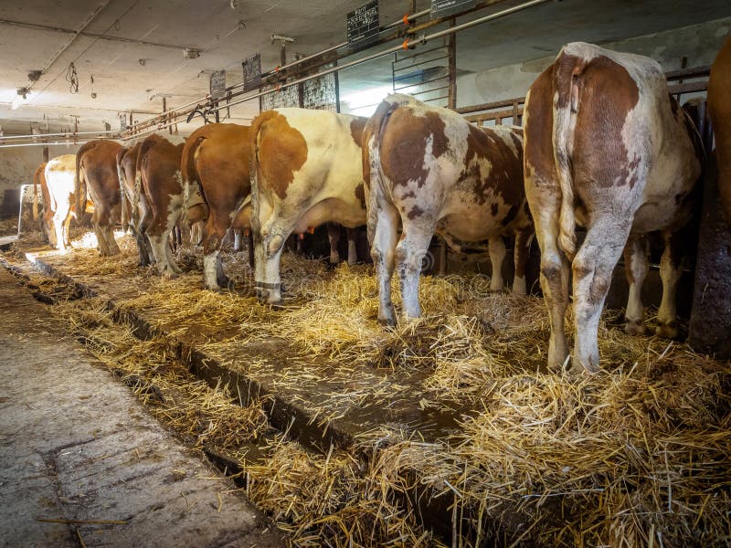 Milk Cows at a Small Austrian Dairy Farm Waiting for Feed Stock Photo ...