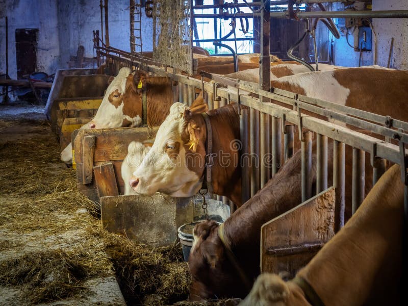 Milk Cows at a Small Austrian Dairy Farm Waiting for Feed Stock Photo ...