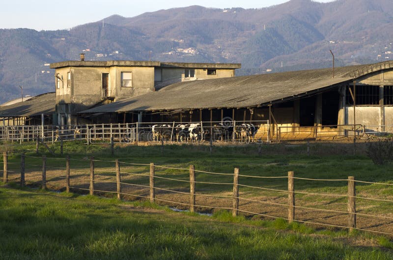 Milk farm stock photo. Image of dairy, barn, industry - 18087140