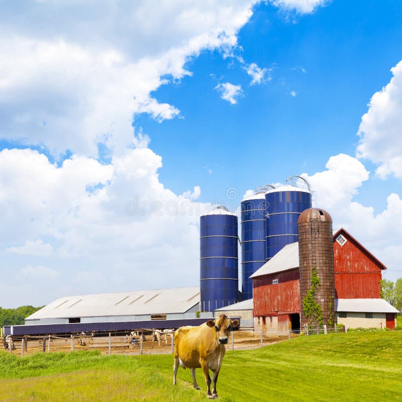 Milk Farm stock photo. Image of leaf, agricultural, country - 25191650