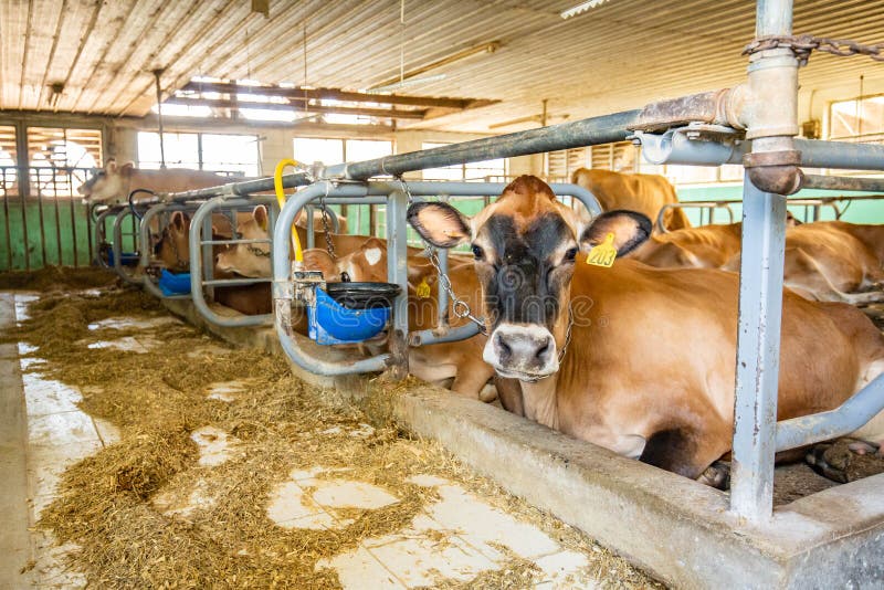 Milk Farm Production with Many Cows Indoor Stock Image - Image of ...