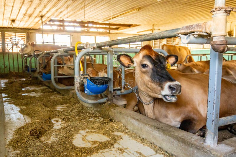 Milk Farm Production with Many Cows Indoor Stock Photo - Image of ...