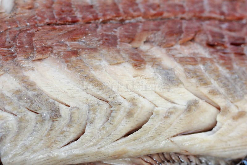 Milk Fish stock image. Image of fish, meat, milk, food - 15495385