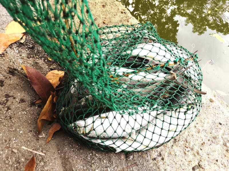 Fresh Catch of Milkfish on a Pond Stock Photo - Image of fresh, food ...