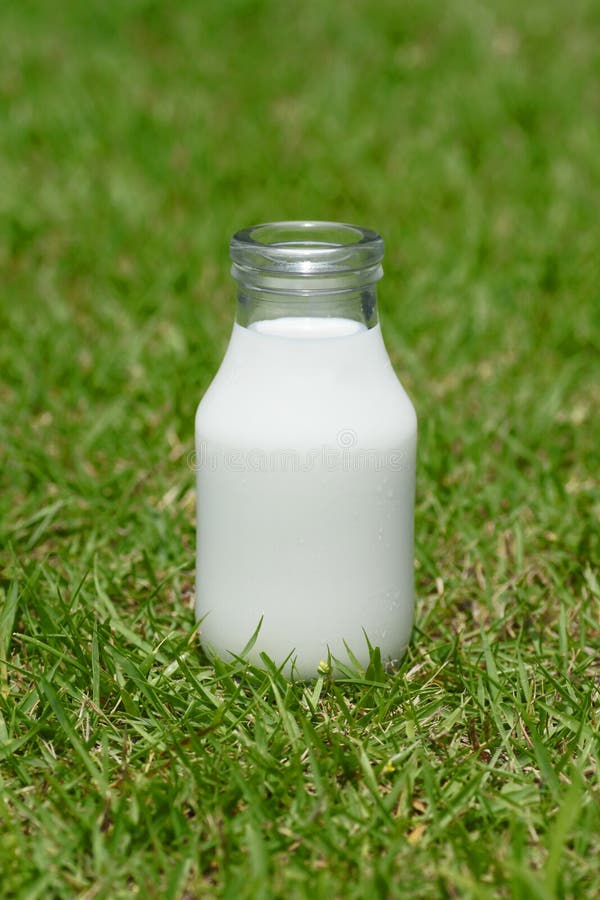 Milk on green field stock photo. Image of milk, food - 23804342