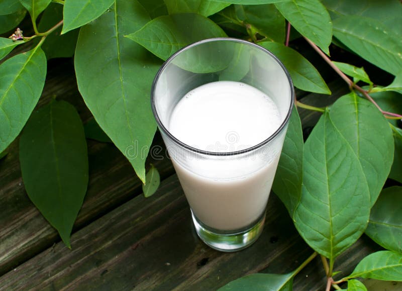 Milk and Green Leaves on Backgrond Stock Image - Image of grass, almond ...