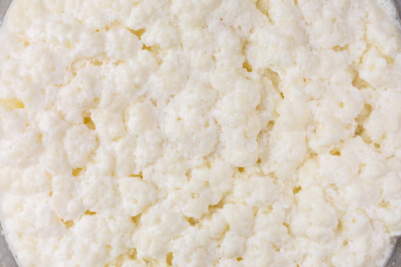 Milk kefir grains stock photo. Image of fresh, white - 116547612