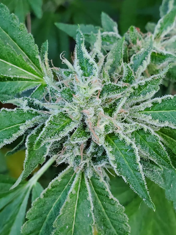 Milk Monkey Strain of Cannabis Stock Photo - Image of wildflower, shrub ...