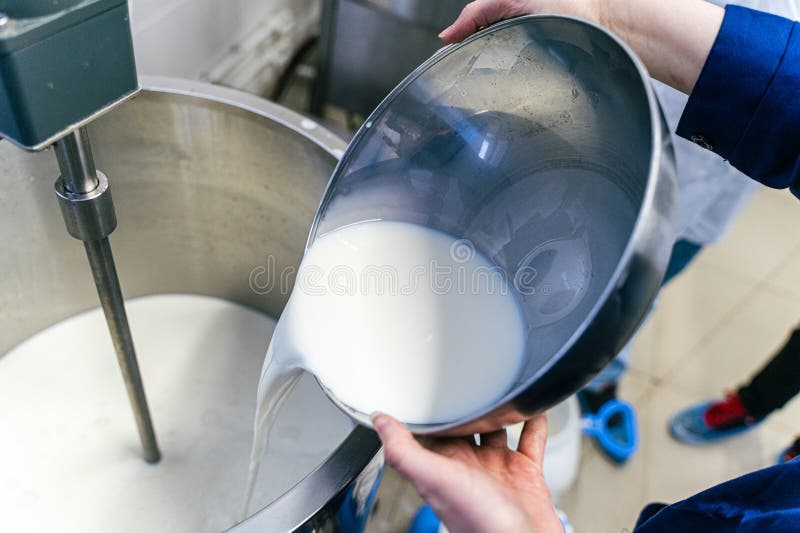 Milk is Poured into a Container for Making Ricotta Cheese, Mozzarella ...