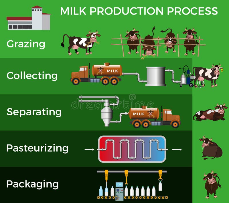 Vector Illustration - Stages Production And Processing Of Milk Stock ...