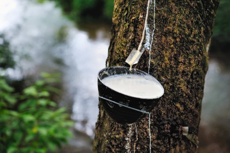 Milk of rubber tree stock photo. Image of product, rubber - 20358898